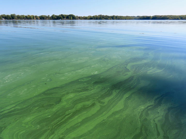 Michigan seeks gross lake photos as inland algae blooms arrive