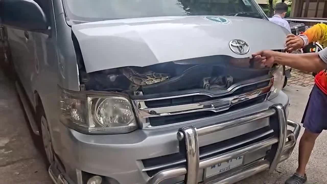 Snake wrangler removes 10ft python from minivan engine