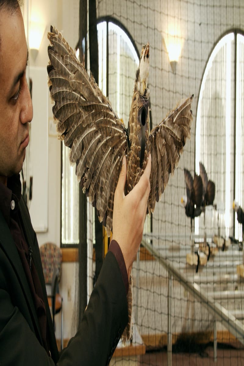 Professor creates nature friendly bird drones