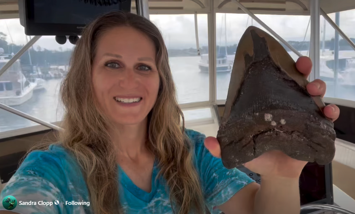 Megalodon shark tooth near 7 inches found off North Carolina coast ...