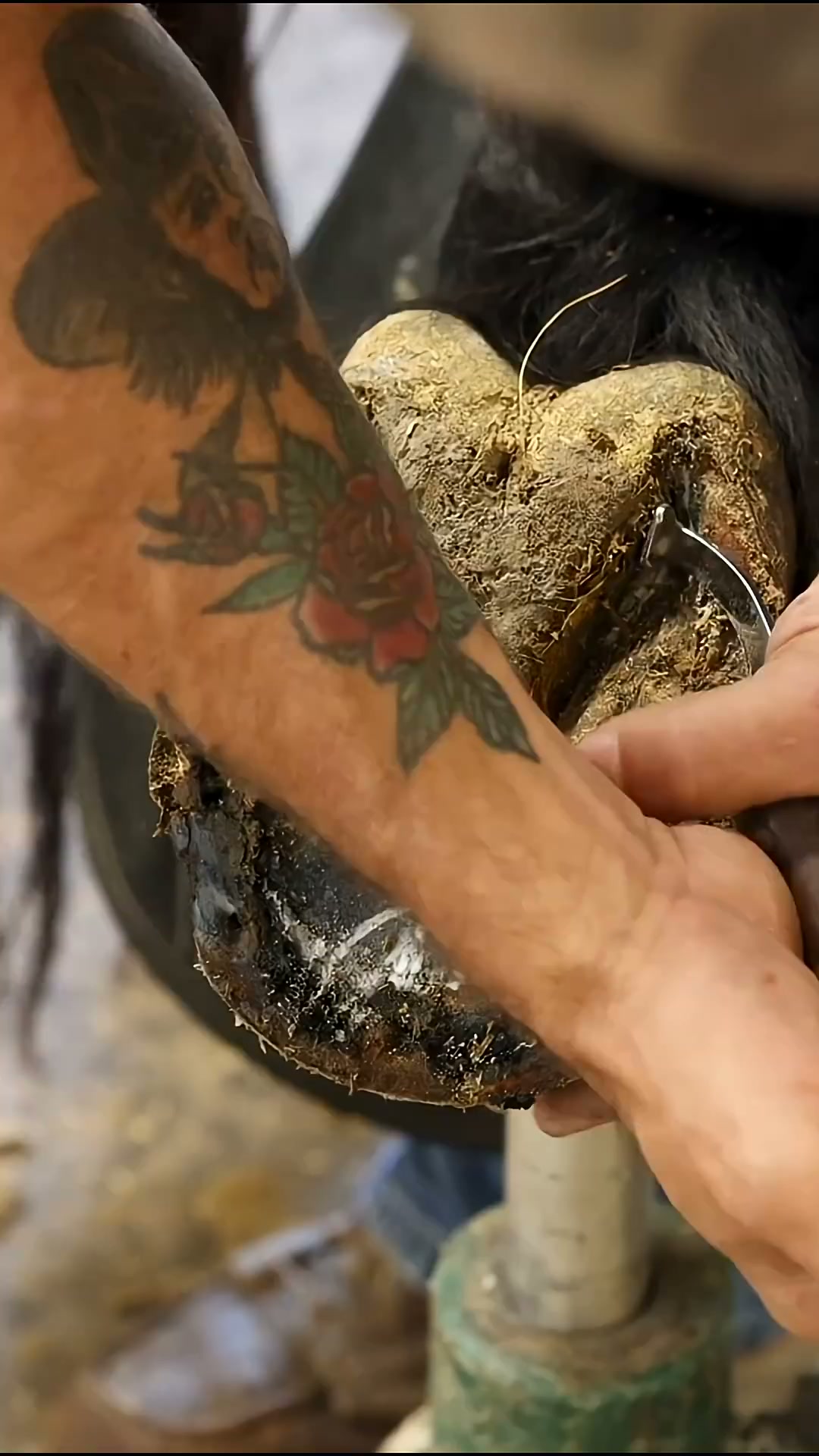 You won’t stop watching this hoof trim