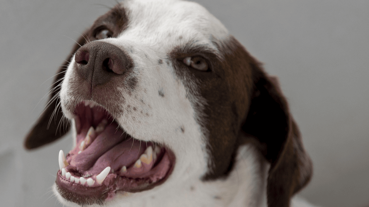 ¿Por qué los perros mestizos se enferman con menos frecuencia y viven ...
