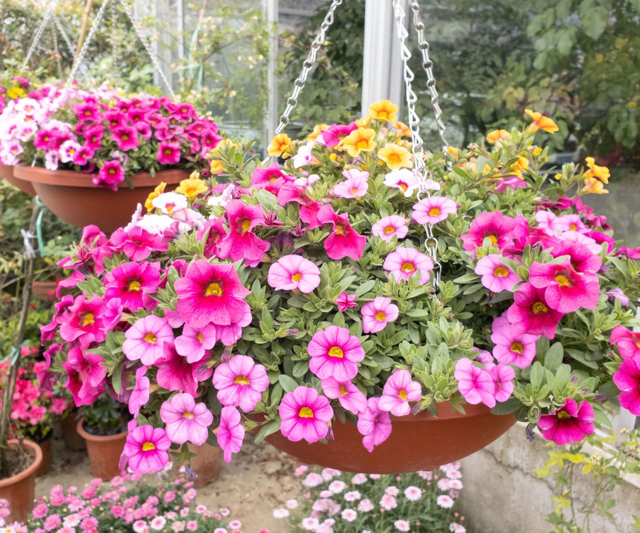Stop hanging baskets so high – this visual trick creates a ‘floating ...