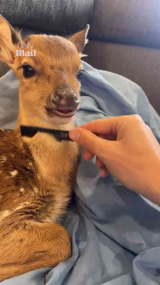 Baby deer melts hearts during adorable spa day