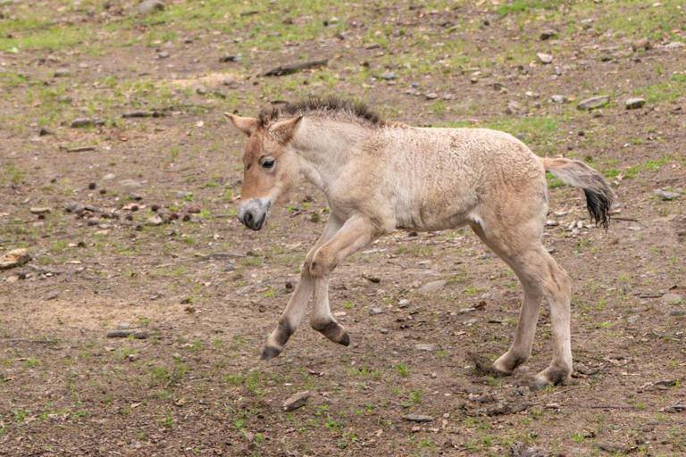 A horse species was declared extinct in the wild; now it’s having foals ...