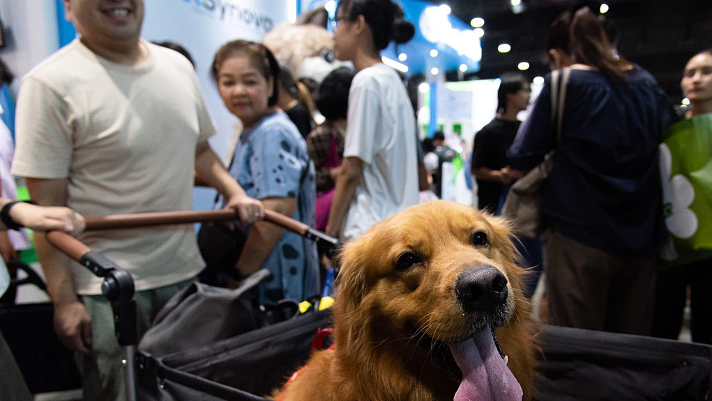 Golden retriever Pacha delights internet with indoor treat hiding