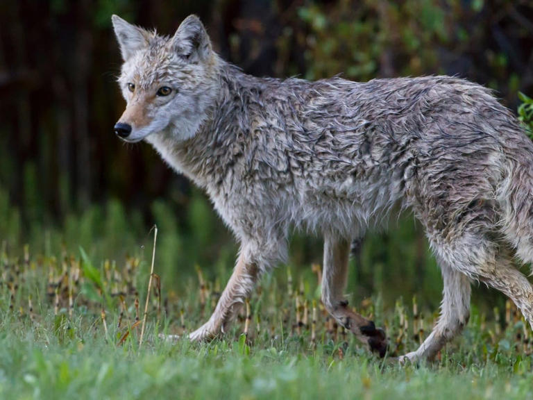 First bears, now coyotes: Waltham urges caution around wildlife