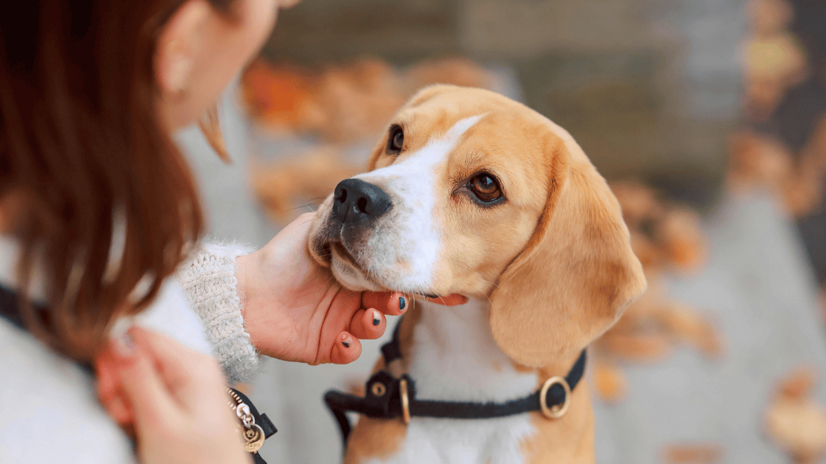 Does your dog notice when you leave quietly? Experts explain the ...