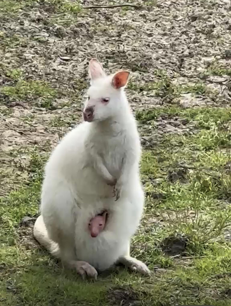 Exceptionally rare albino wallaby joey born in Bradnop believed to be ...