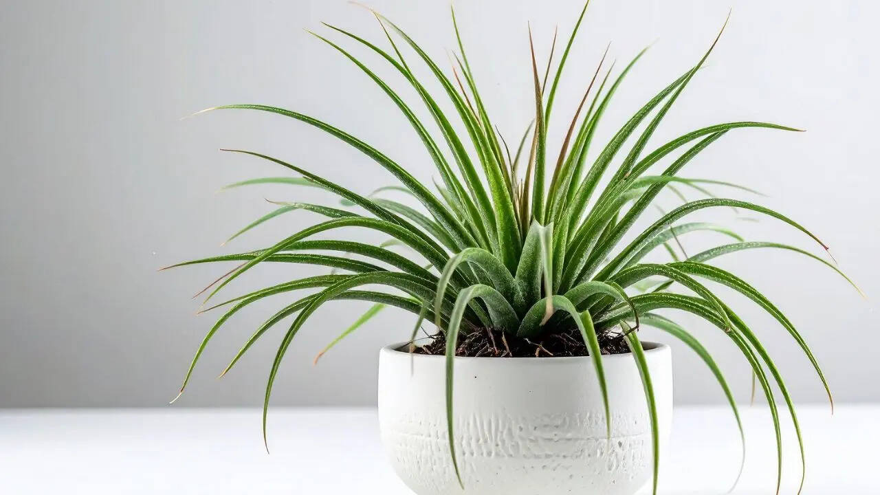 Indoor plants that you can grow without soil