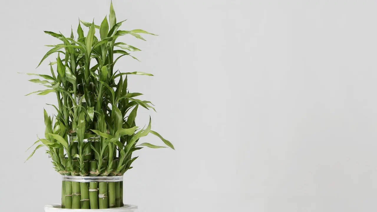 Indoor plants that you can grow without soil