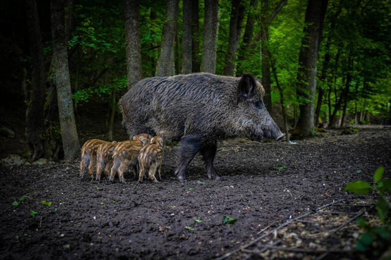 Introduced wild pigs linked to fewer invasive plants, while native deer ...