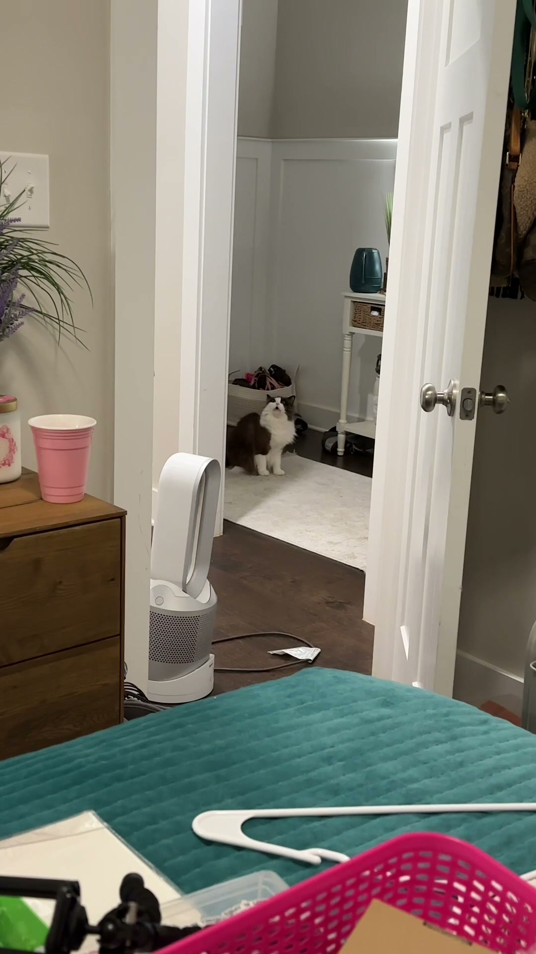 Ragdoll cat gets a rare case of the zoomies!