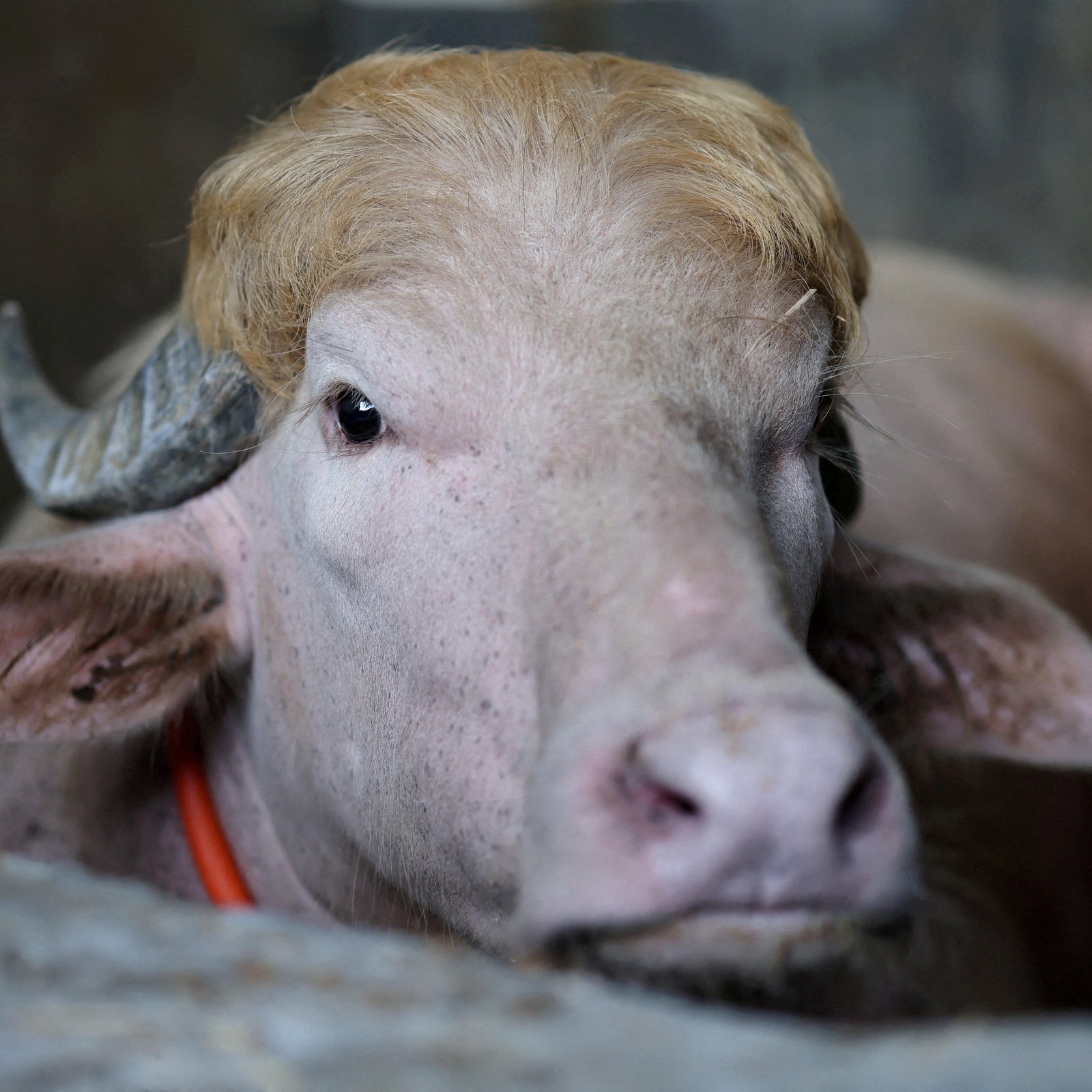 'Donald Trump' the buffalo spared from sacrifice in Bangladesh