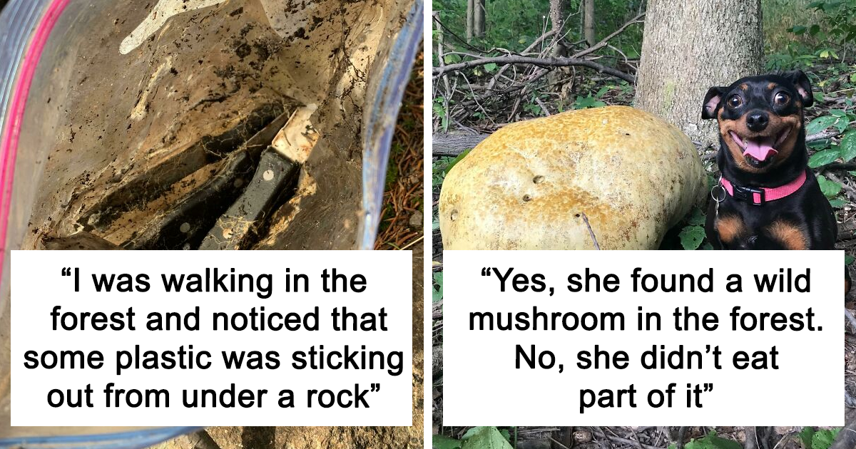 49 times people found something wild while strolling through the forest
