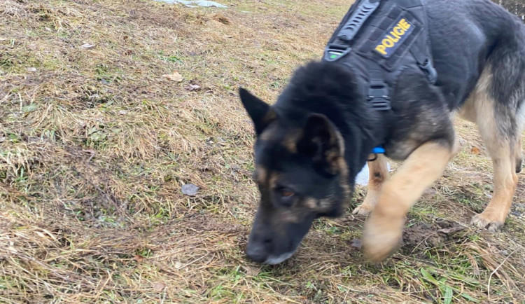 Je to oficiální: má Statečné psí srdce. Psí policejní hrdina z Liberce ...