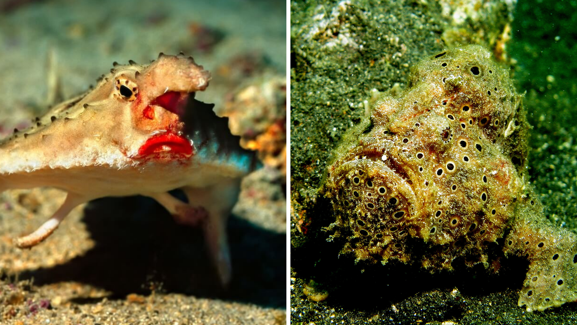 24 odd ocean creatures that clearly have personal issues
