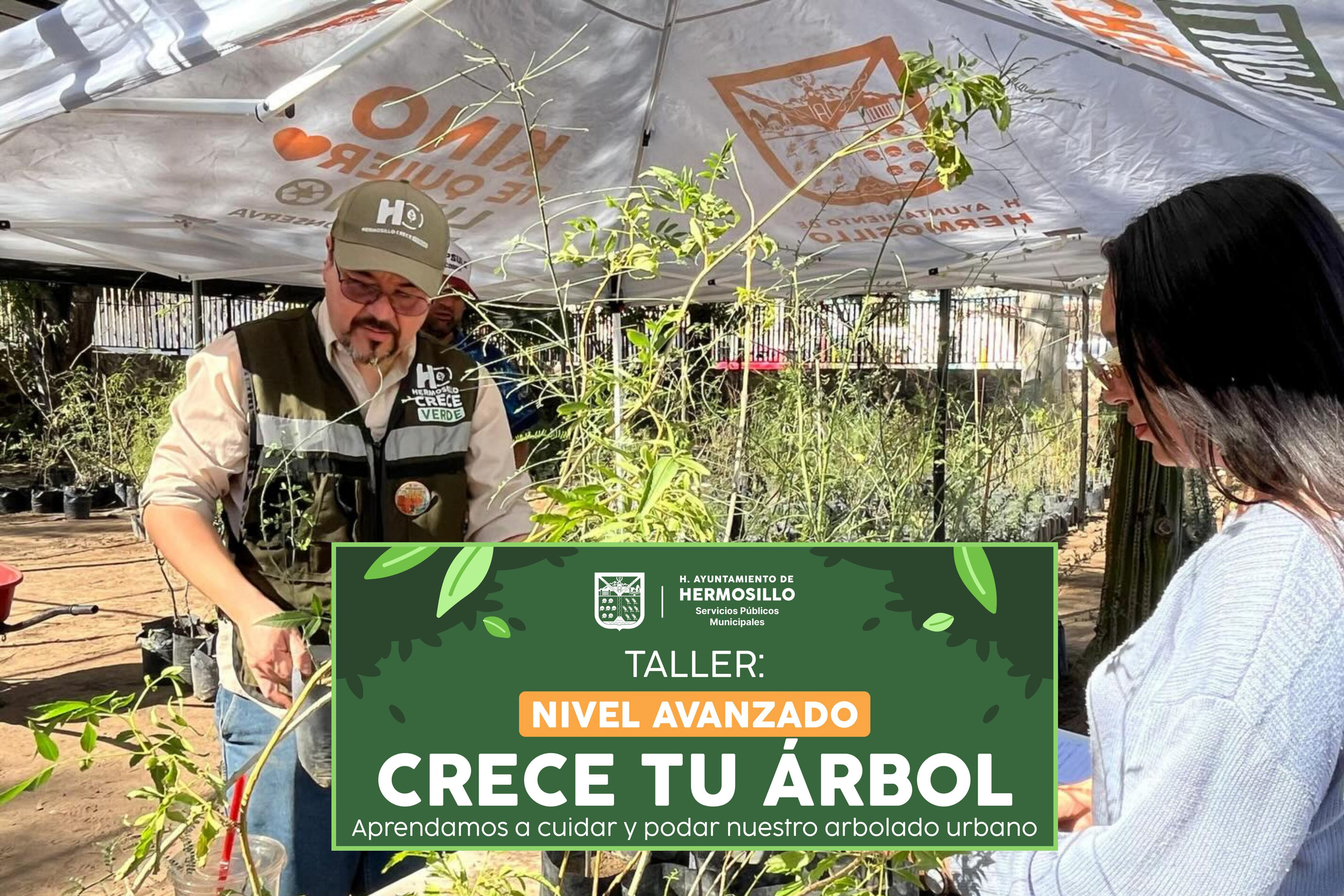 Taller “Crece tu árbol”: Abrirán curso avanzado de poda y cuidado de ...