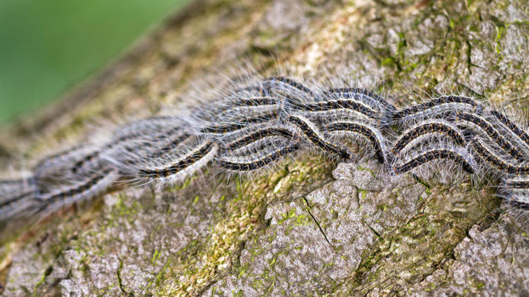 Warnings issued over toxic caterpillars