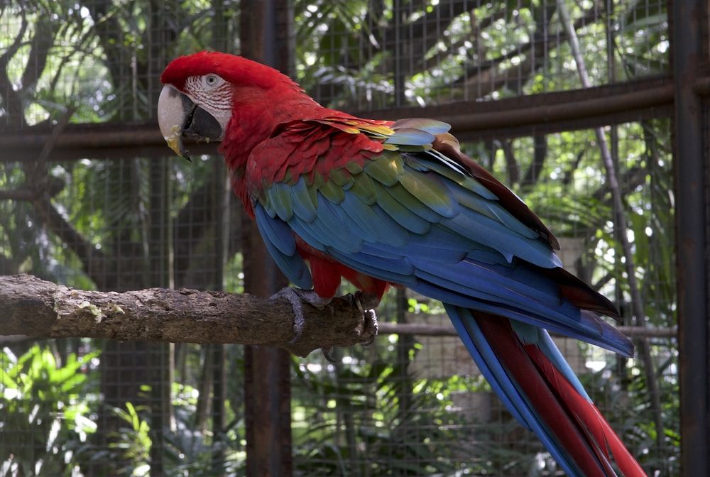 15 rare bird species thriving in massive reserves