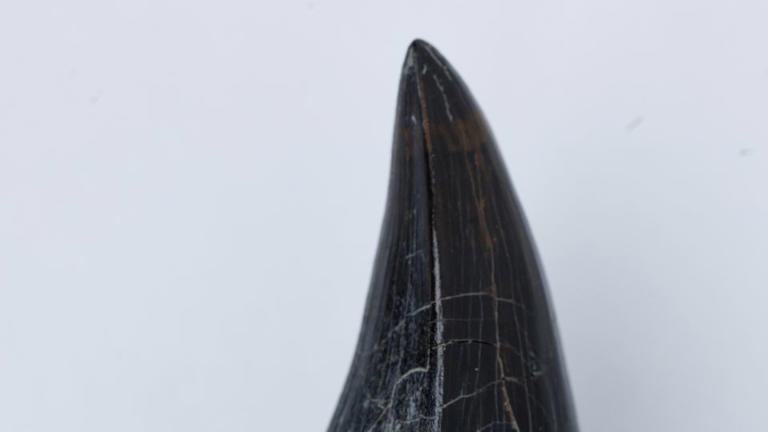 Massive marine predator crowned T rex of the ocean and 'a true terror ...