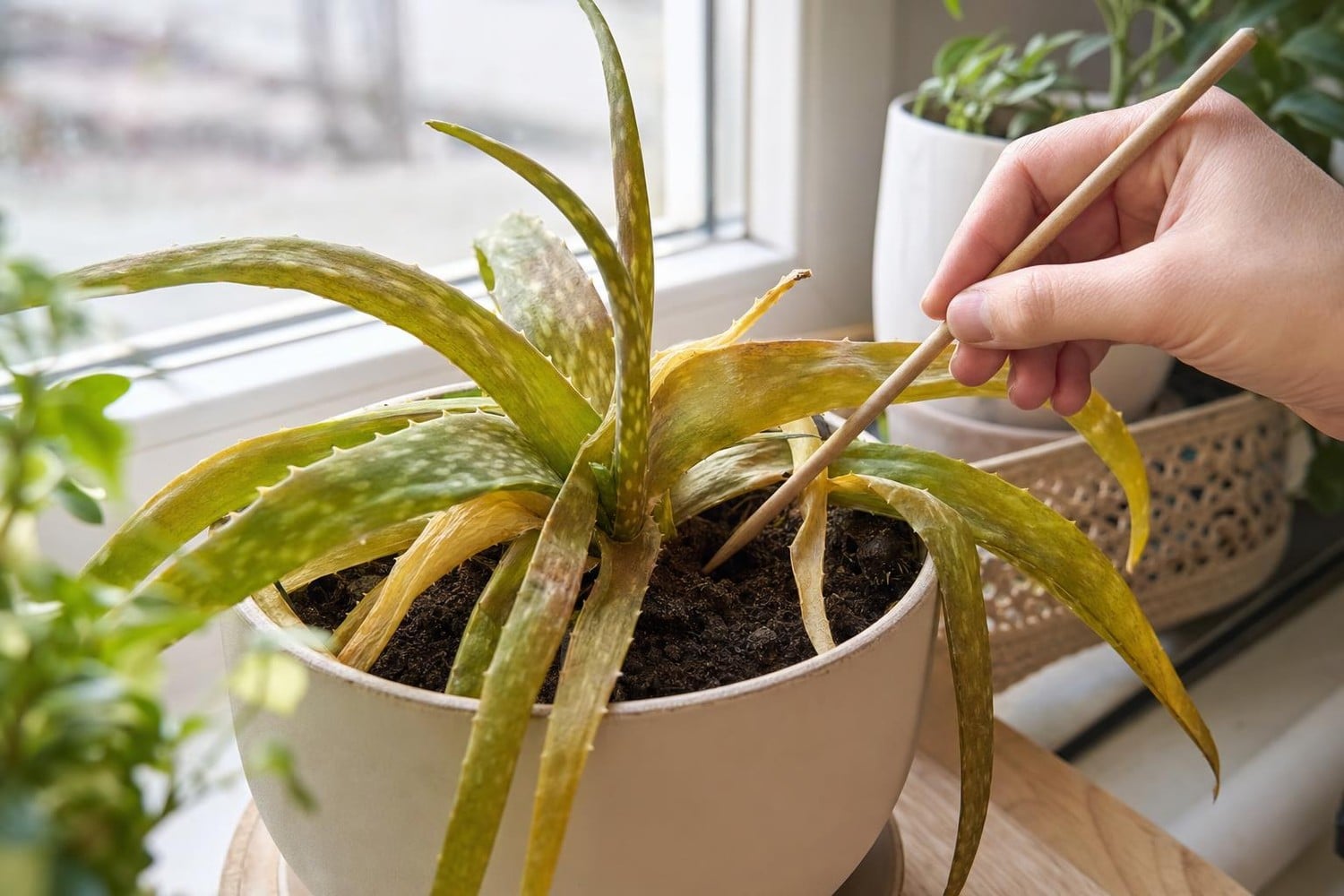 Le mystère de l'aloe vera en pot qui jaunit : voici comment le soigner ...
