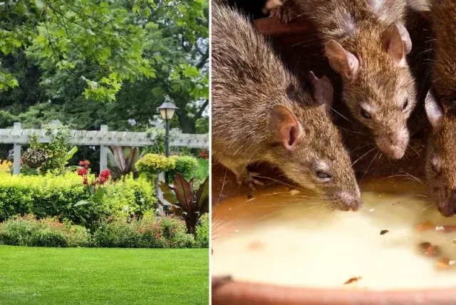 Ni veneno ni trampas: cómo ahuyentar ratas del jardín de forma natural ...