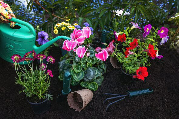 Stop plants drying out in the heat by using 1 watering technique