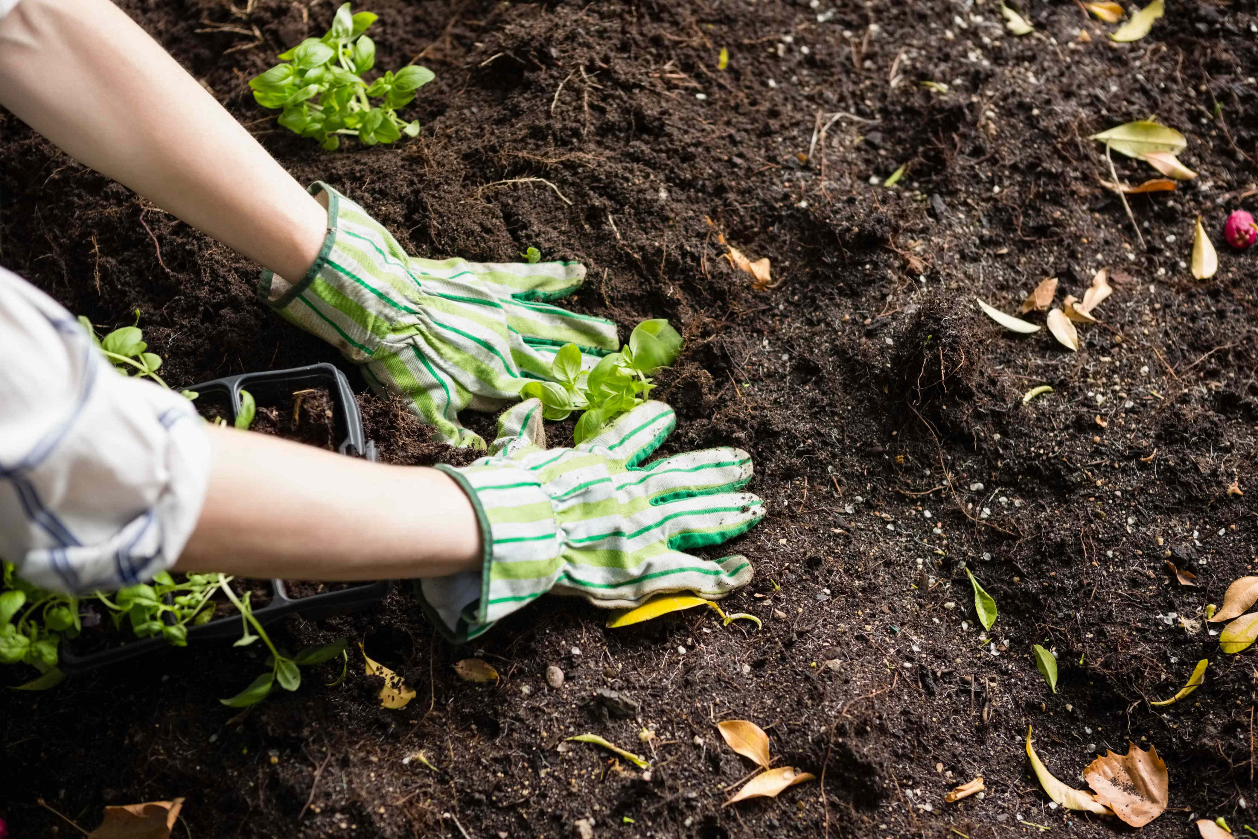 Gardening could be the secret to healthy aging and better sleep, study ...
