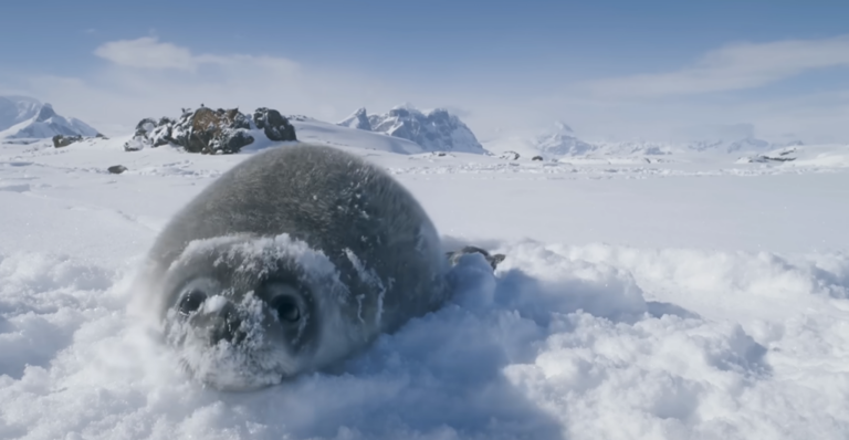 Ranking the deadliest ocean predators