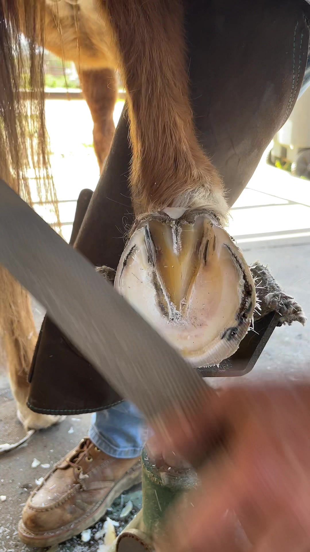 Why every horse needs a skilled farrier
