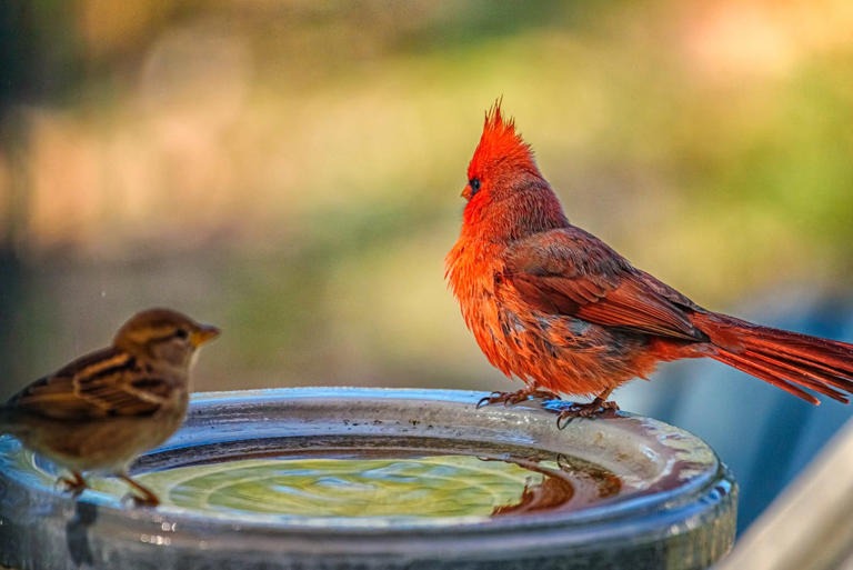 The backyard birding tips every beginner should know