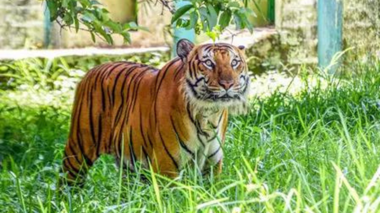 Adivasis demand halt to tiger safari push, evictions in south India forests