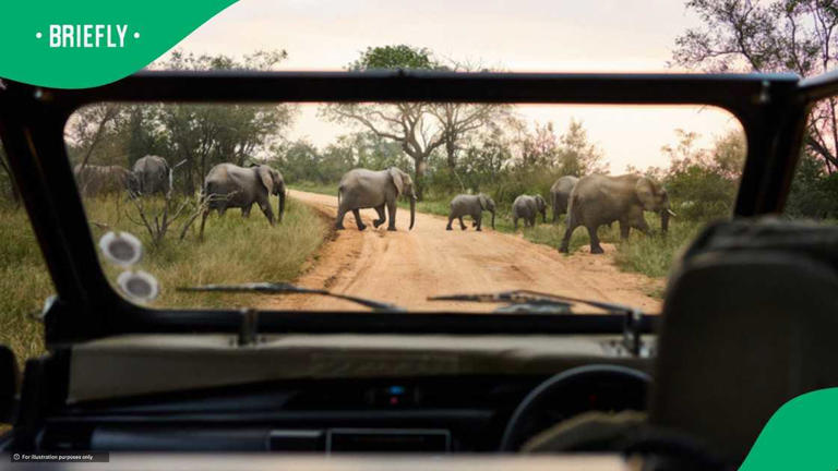 Video: Elephant's surprising charge at tourists at South Post at Kruger ...