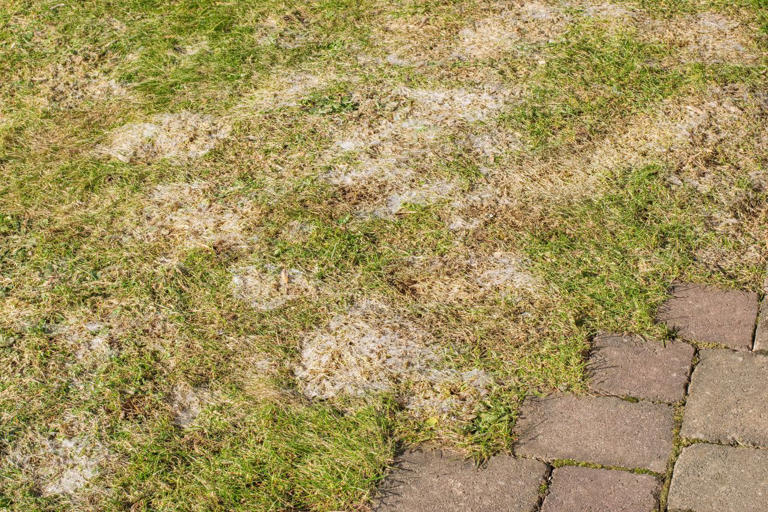 What the heck is lawn fungus? How to protect your yard the right way ...