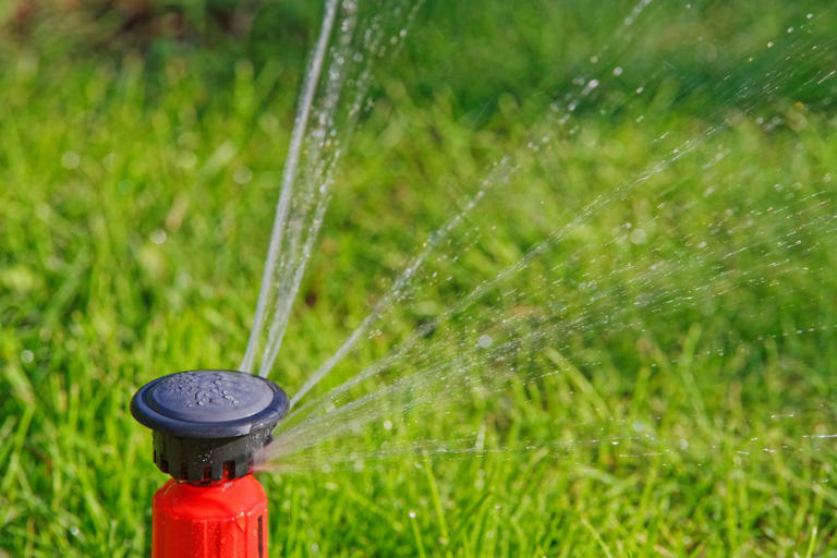 What the heck is lawn fungus? How to protect your yard the right way ...