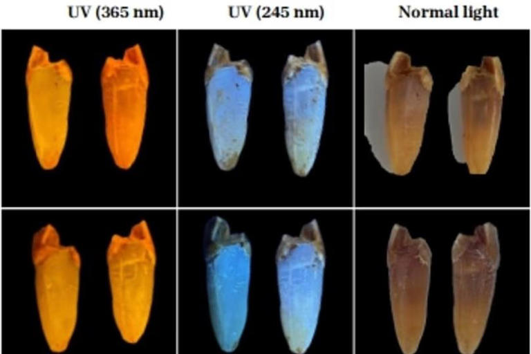 'Conehead humans' could be aliens as DNA tests leave scientists baffled