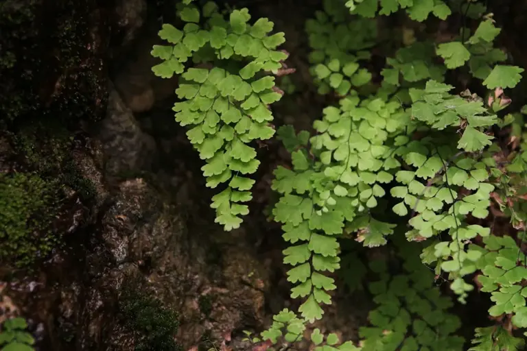 What your go-to fern says about your patience and attention to detail