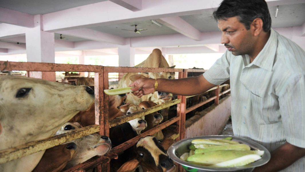 Muslim groups intensify push to declare cow national animal