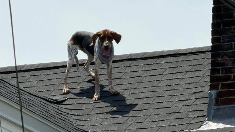 Ruff rescue: Dog saved from rooftop in Westbrook