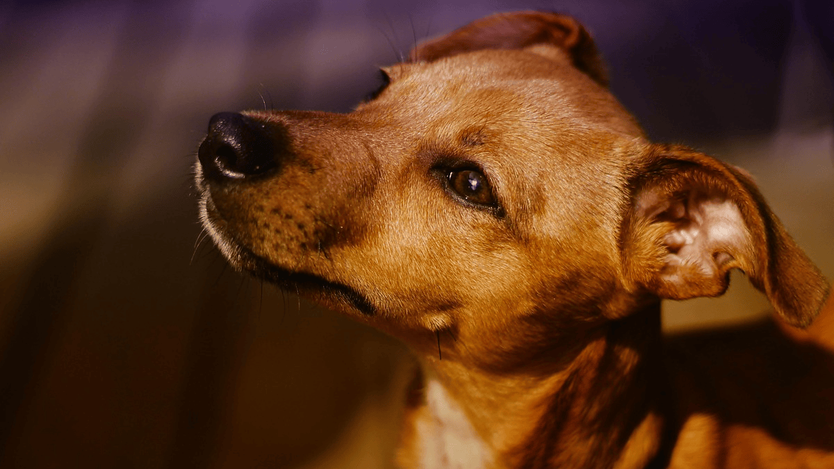 Why do mixed-breed dogs get sick less often and live longer?