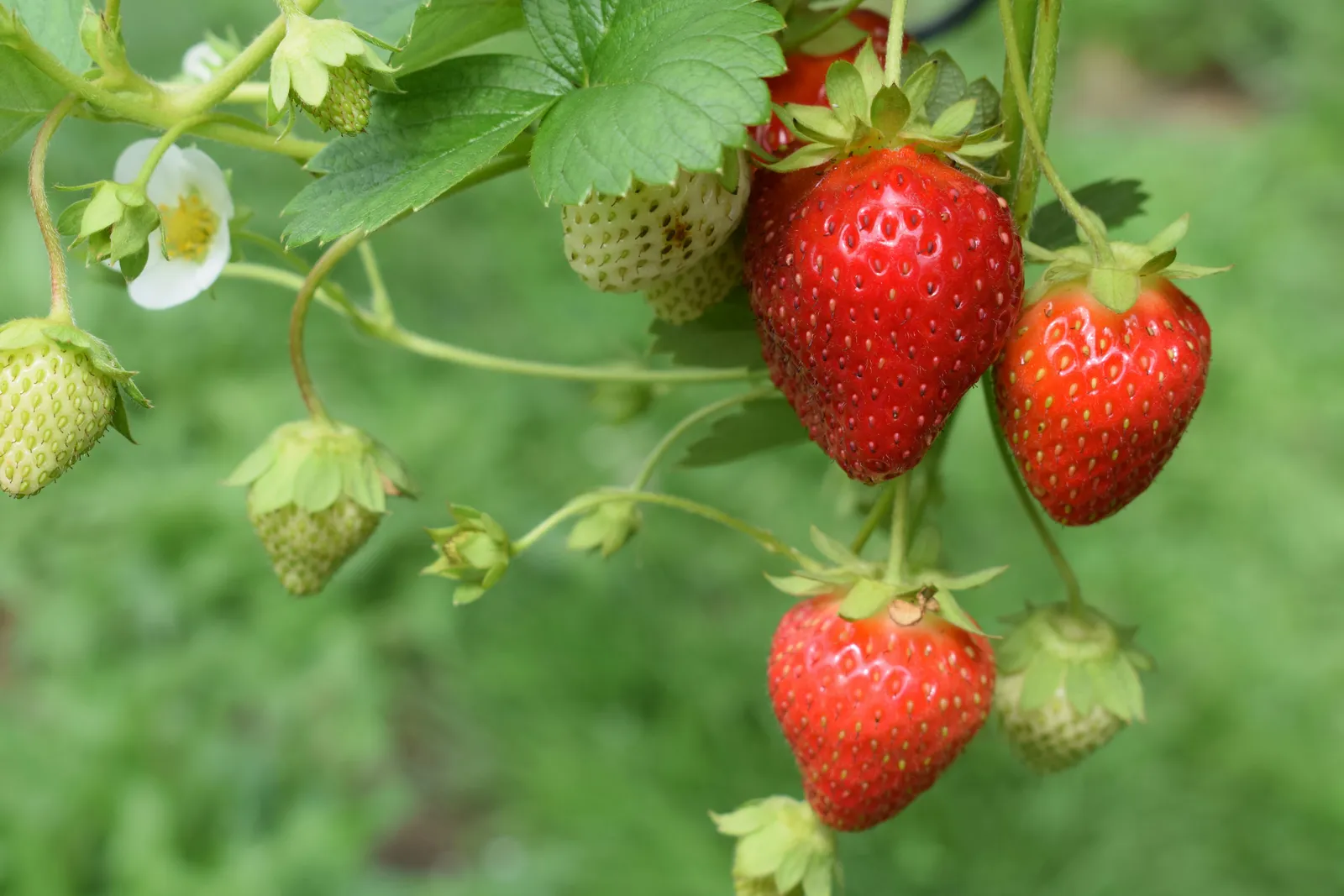 Strawberries deliver edible ground cover in gardens