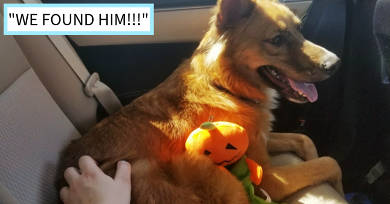 German shepherd who jumped out of moving car on Georgia highway ...