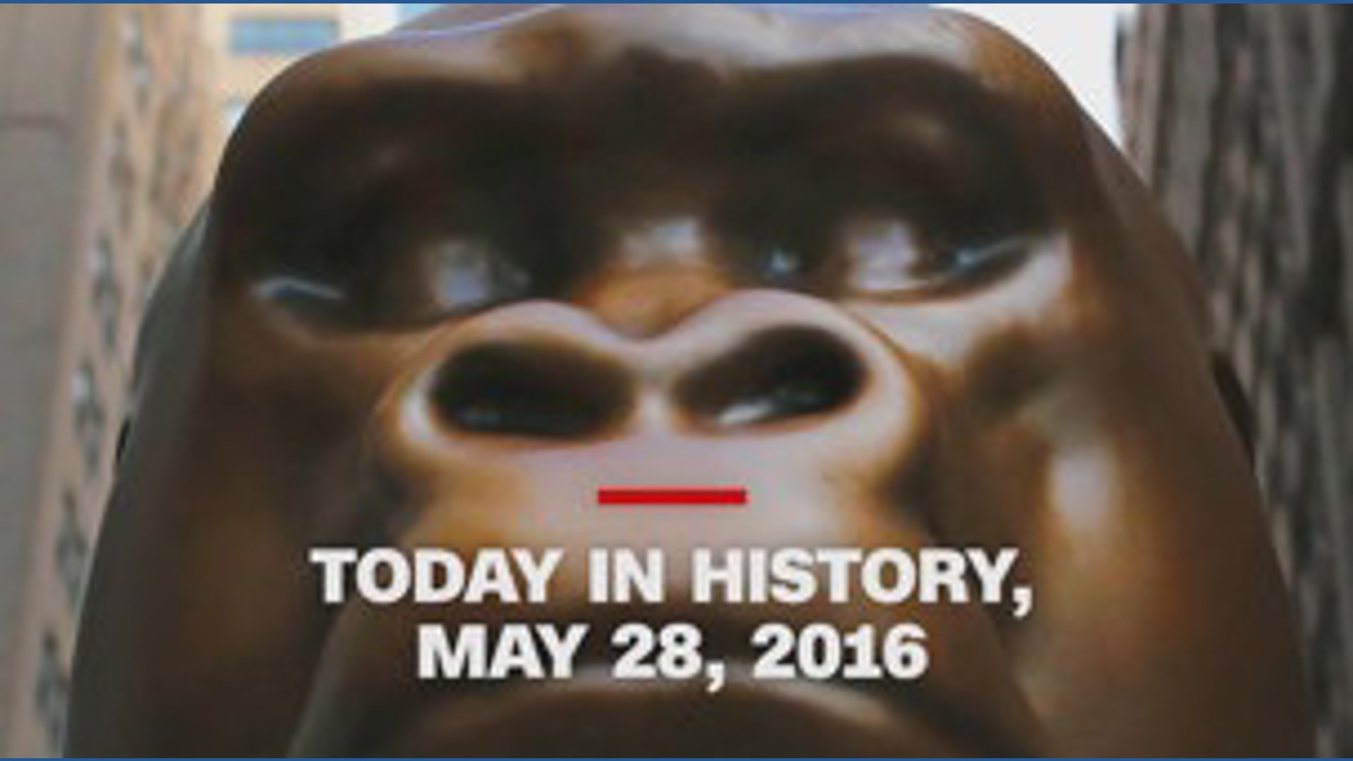 10 years since Harambe the gorilla was shot