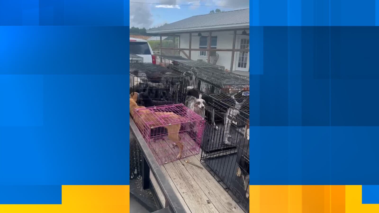 Claiborne Animal Shelter calls for fosters after dog hoarding bust
