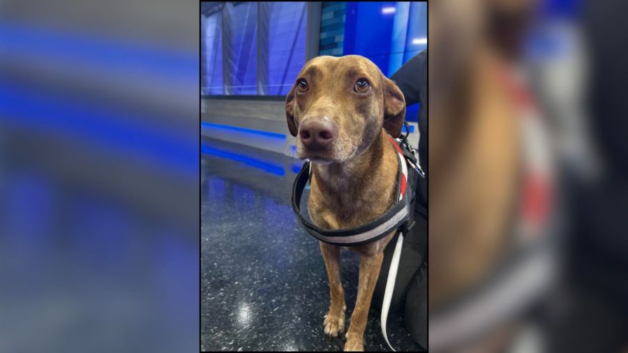 News 13 pet adoption option: Tigger