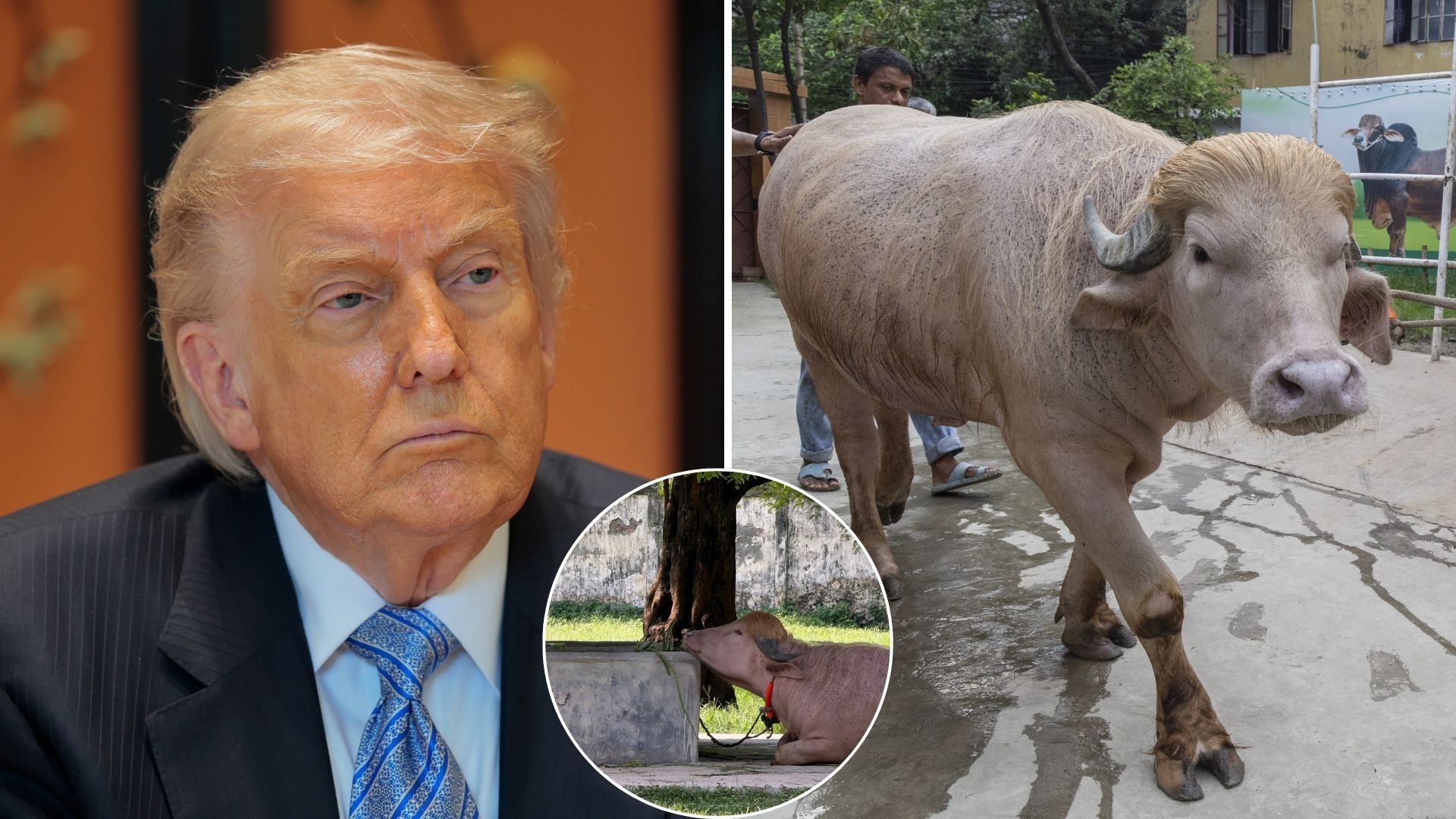 Donald Trump look-alike buffalo spared from sacrifice after internet fame