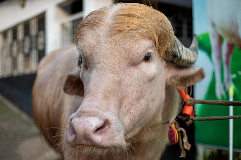 Buffalo which resembles Donald Trump cheats death due to presidential ...