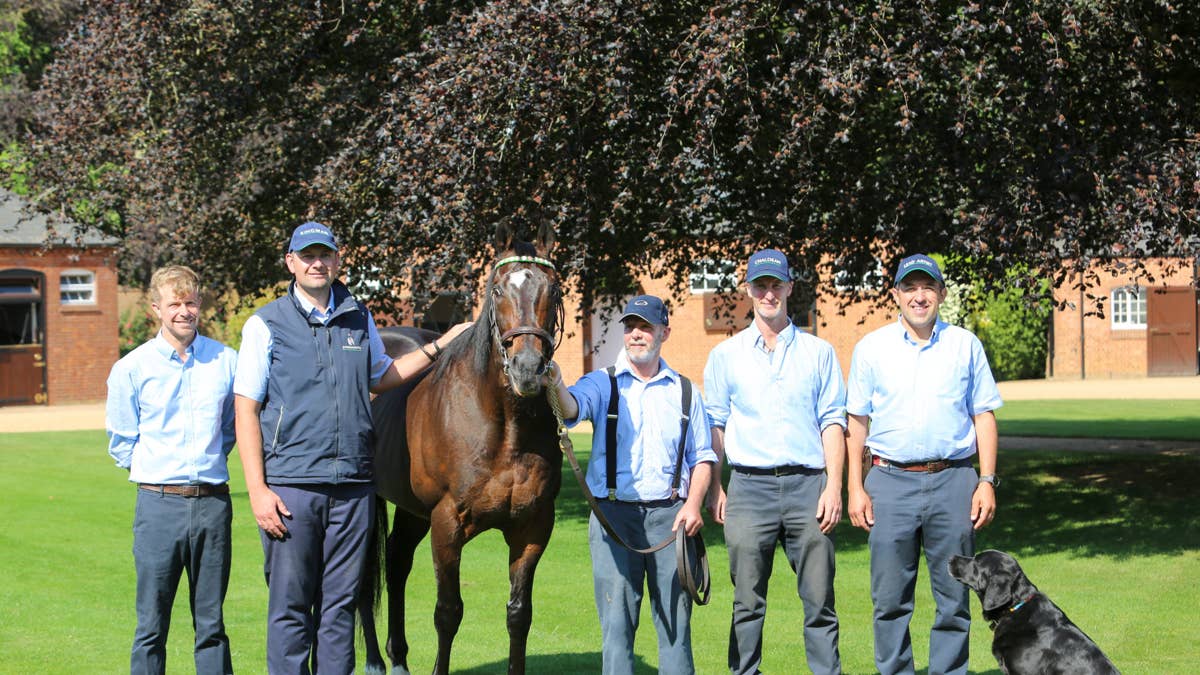 Top Juddmonte stallion Oasis Dream pensioned after 23 breeding seasons