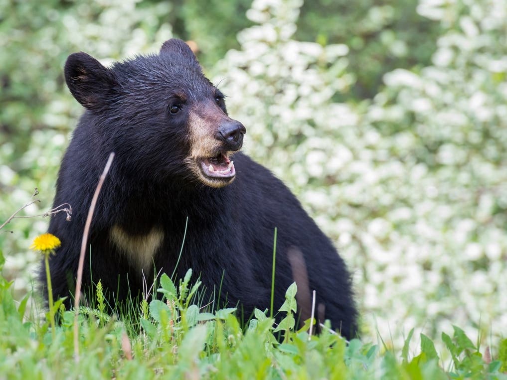 Bear spotted wandering around Worcester